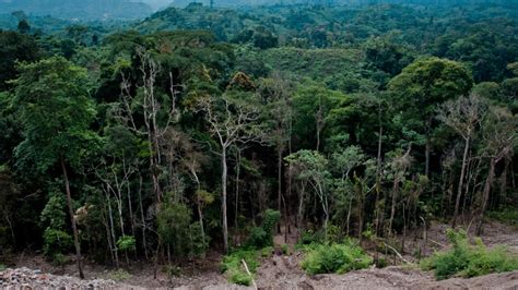 Preserving The Lungs Of The Planet A Call To Action For The Congo Basin