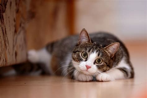 Setembro vermelho Mês de Conscientização das Doenças Cardíacas em Pets