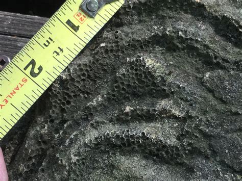 Tabulate Coral Fossil Id The Fossil Forum