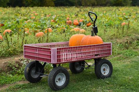 Best Dallas Fort Worth Pumpkin Patches 2023 Very Truly Texas