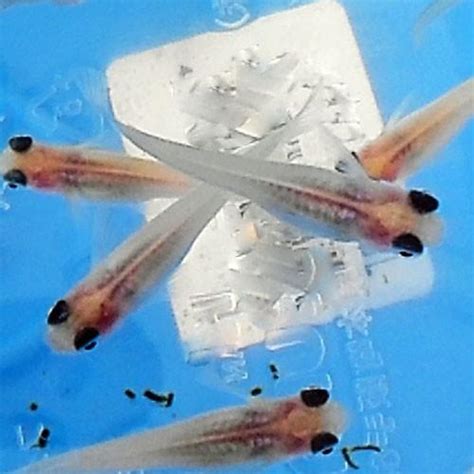 メダカ パンダ出目めだか 未選別 稚魚ss〜sサイズ 30匹セット ぱんだ 出目 淡水魚 風流 通販 Yahooショッピング