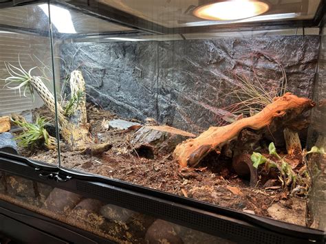 New Enclosure! : r/leopardgeckos