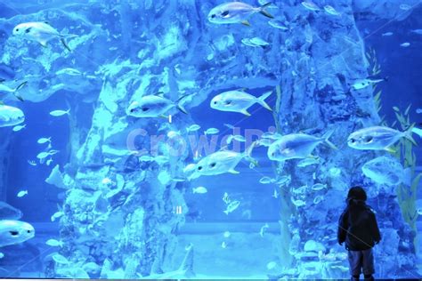 수족관 아쿠아리움 물고기 꼬마 아기 사진이미지일러스트캘리그라피 Marronpix작가