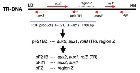 Binary Vector Construct Harboring Several Genes Of The Pri15834 Tr Dna