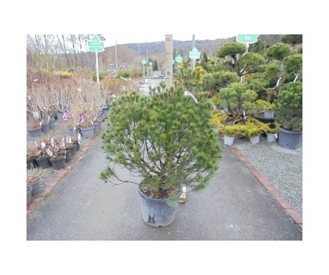 Pinus Mugo Mughus