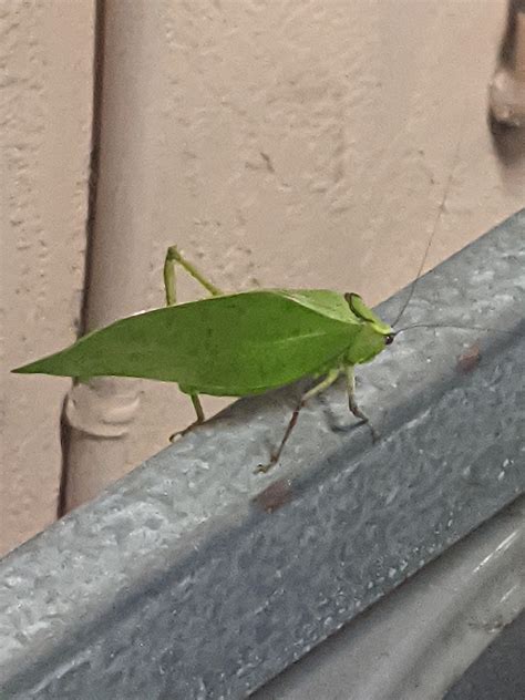 A Katydid Leaf Bug I Saw Tonight R Mildlyinteresting