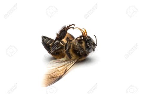 Pin On Insects Landscape