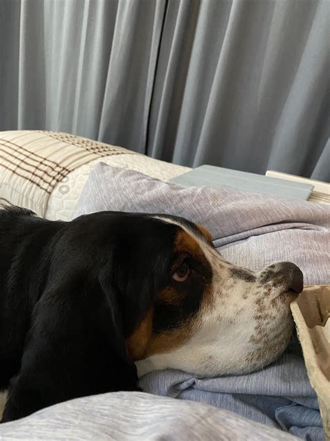 Ruby Doing Her Best Goofy Impression R Basset