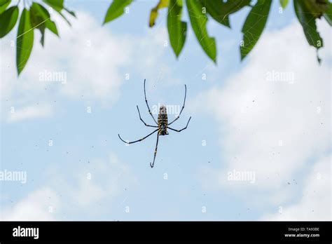 The Northern Golden Orb Weaver Or Giant Golden Orb Weaver Spider