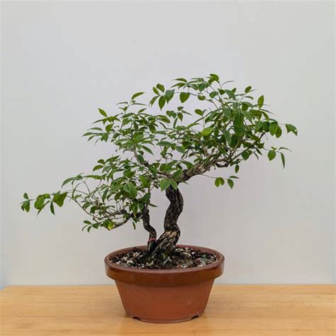 Rough Bark Euonymous Alatus In A 15 Grow Pot No 17904