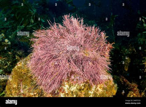 A Ball Of Pink Calcified Coralline Algae Off Santa Barbara Island