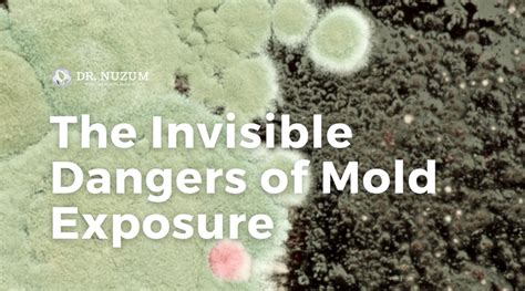 The Invisible Dangers Of Mold Exposure Dr Nuzums Nutraceuticals