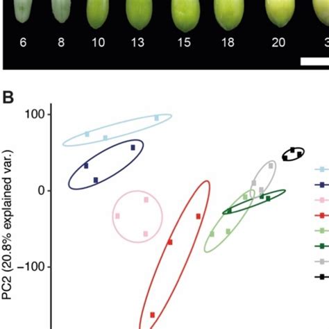 Distinct Transcriptome Profiles In The Endosperm Through Grain