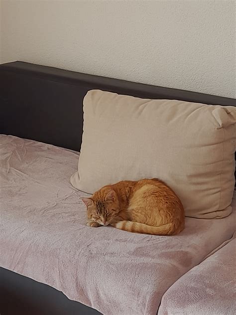 Pre mesec i po dana u Derventi NESTAO MAČAK minja cat