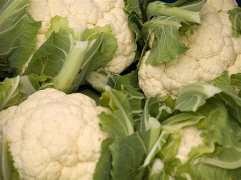 Cauliflower Life Cycle