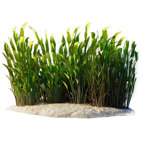 Seagrass Png Images