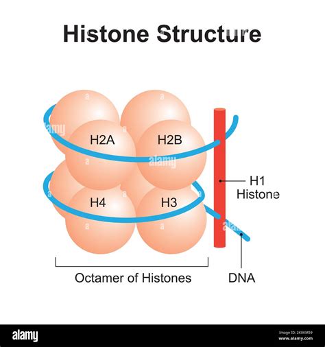 Histone Structure