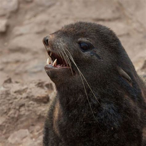 Northern Fur Seal Facts Diet En 2024