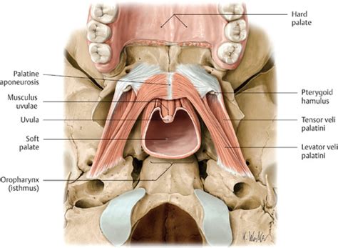 Tensor Veli Palatini Origin And Insertion