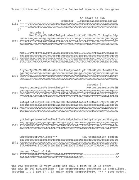 Translation Assignment 2022 Msword Transcription And Translation Of A Bacterial Operon With