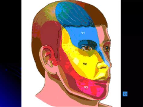 Trigeminal Nerve Mandibular Division Introduction Ppt