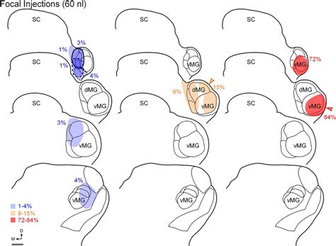 Proportion Of Retrogradely Labeled Mntb Neurons After Focal Mgb