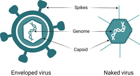 Example Of Virus Types And Their Structure Created With BioRender Com Download Scientific