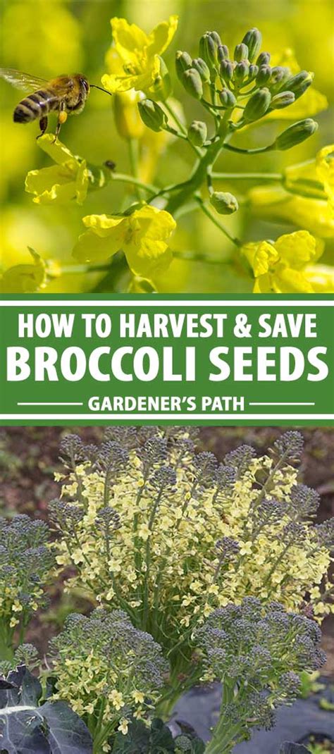 How To Save Broccoli Seeds Gardeners Path