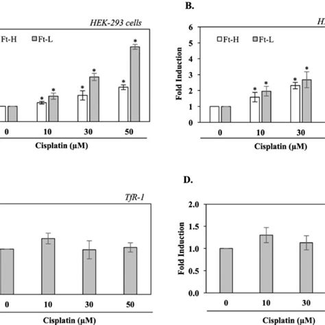 Ferritin Stores The Labile Iron Pool And Protects Cells From