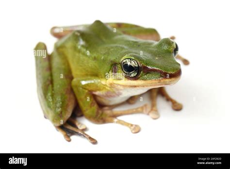 Common Southeast Asian Green Tree Frog Polypedates Leucomystax