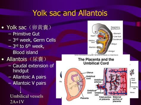 Fetal Membranes Placenta And Twinning Ppt Download