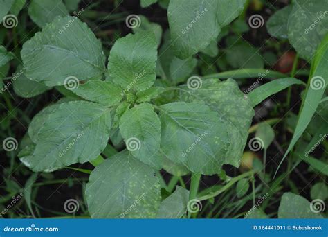 Amaranth Amaranthus Retroflexus Annual Plant Stock Image Image Of