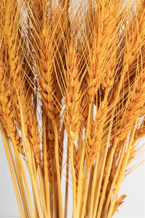 Wheat Dry Tinted Mustard Wafex