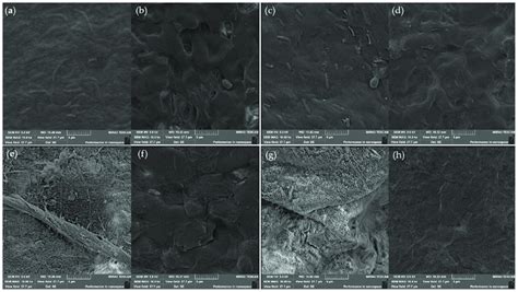 Scanning Electron Microscopy Of All Samples A Pure Bacterial