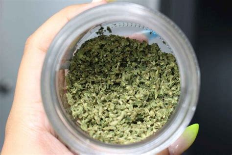Chimera Strain Weed Review • Stoners Rotation