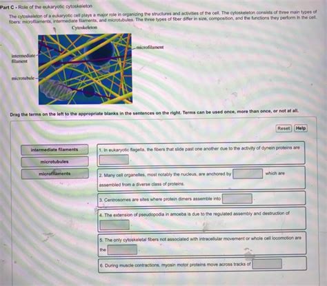 Solved The Cytoskeleton Of A Eukaryotic Cell Plays A Major