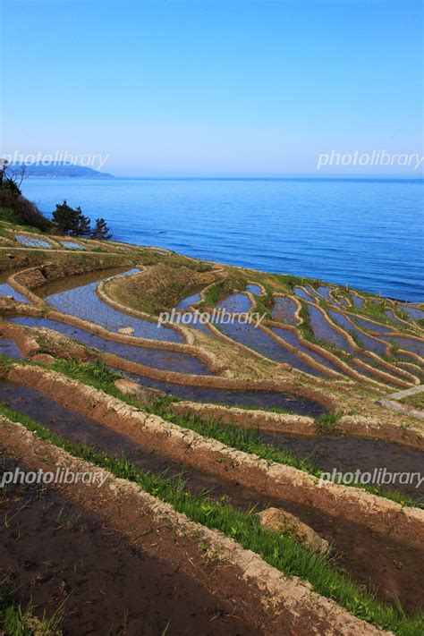 春の石川県輪島市白米千枚田 写真素材 5264596 フォトライブラリー Photolibrary