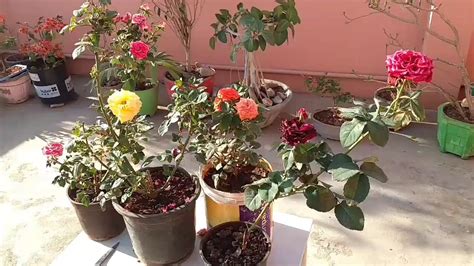 How To Take Care A Rose Plant Devenne