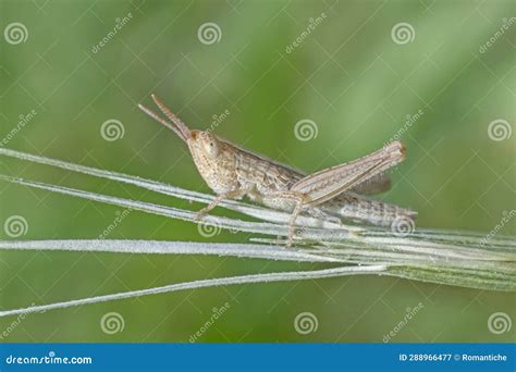 A Small Grasshopper On The Green Leaf Stock Image