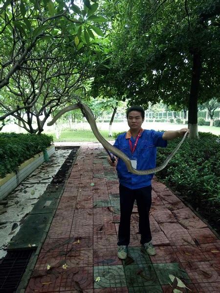 防蛇捕蛇抓蛇捉蛇驱蛇诱蛇广东乐叶有害生物防治科技有限公司