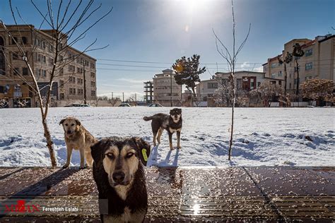 بارش برف در کرج