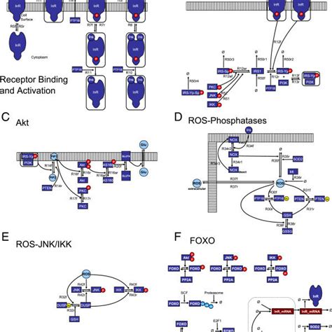 Block Diagrams Of The Model A Insulin Insulin Receptor Binding Download Scientific
