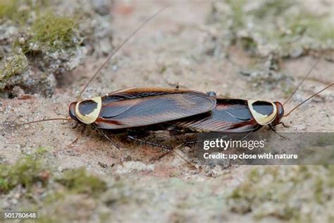 Tropical Cockroach Photos And Premium High Res Pictures Getty Images Tropical Cockroach Photos And Premium High Res Pictures Getty Images