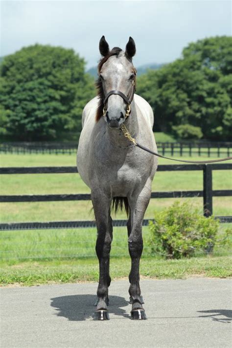 ロイヤルメロディー Royal Melody 株式会社ヒポファイル・ブラッドストック／競走馬の共同所有（オーナーズクラブ）