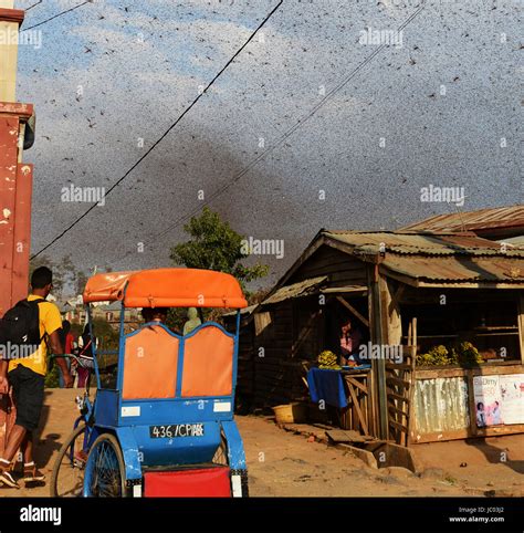 An Endless Swarm Of Locust Flying Over The Fields And A Small Town In