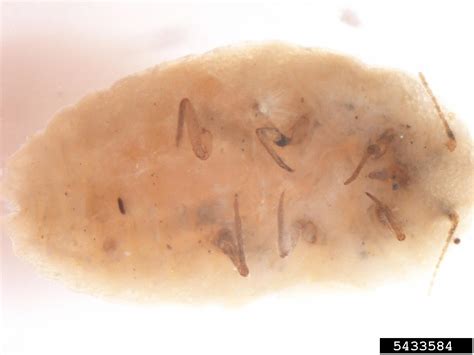 Solanum Mealybug Phenacoccus Solani