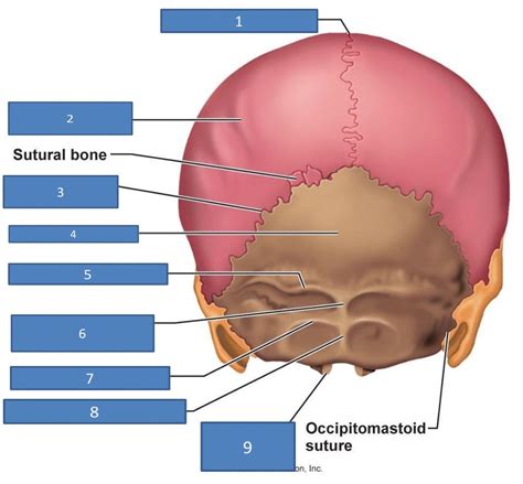 Spinal Anatomy Module 1 Slide 13 Labeling Diagram Diagram Quizlet
