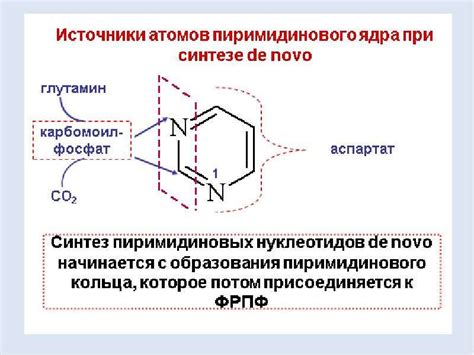 Биосинтез и катаболизм пуриновых и пиримидиновых нуклеотидов презентация доклад проект скачать
