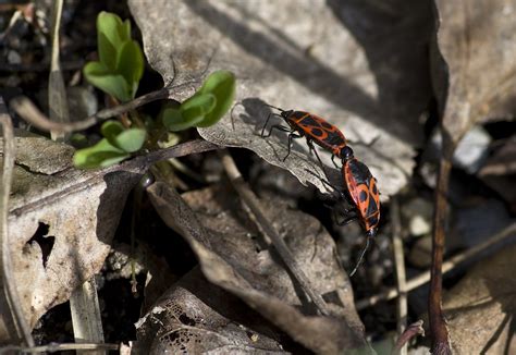 Fire Bugpairingnaturegardenred Free Image From
