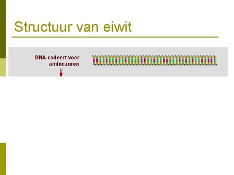 Dna En Eiwitten Structuur Van Eiwit Bouw Eiwit